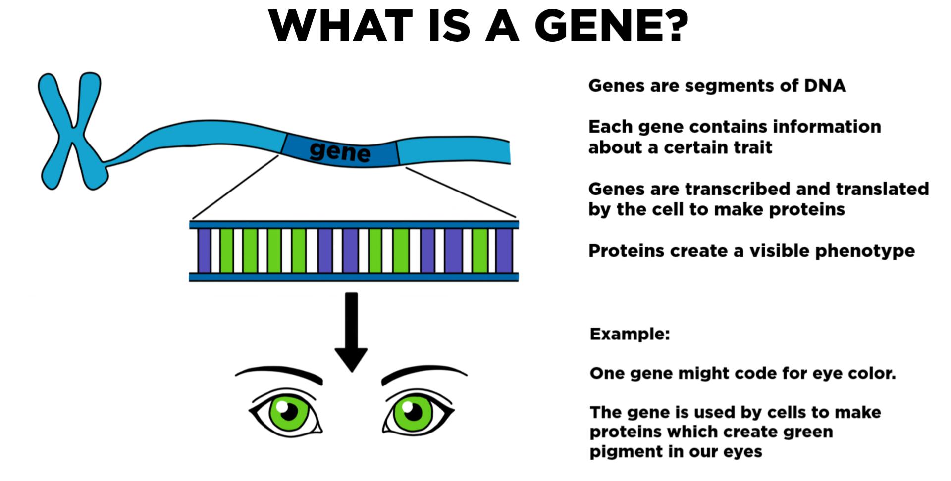 Gene Simple Definition - Evri Delivery Hub