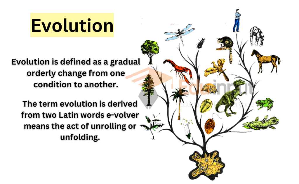 What Is Evolution In Biology - Evri Delivery Hub